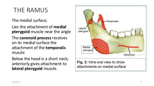 Course 2016 MANDIBLE vMUSCLES OF MASTICATIONvANDvTEMPOROMANDIBULAR JO…