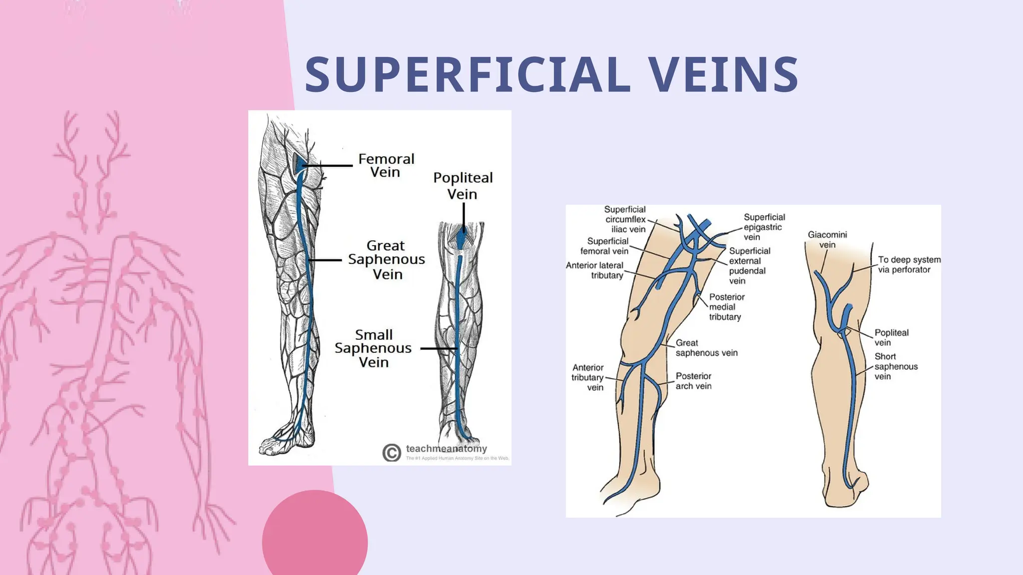 Course and Distribution of Arteries, Veins, and Lymphatic Drainage of ...