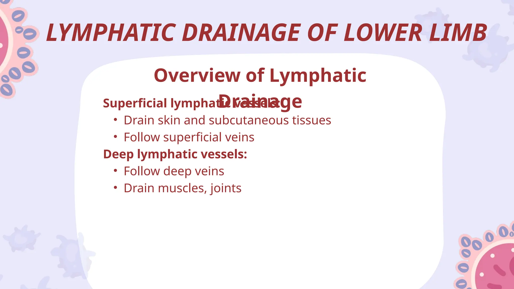 Course and Distribution of Arteries, Veins, and Lymphatic Drainage of the Lower Limb by Dr ...