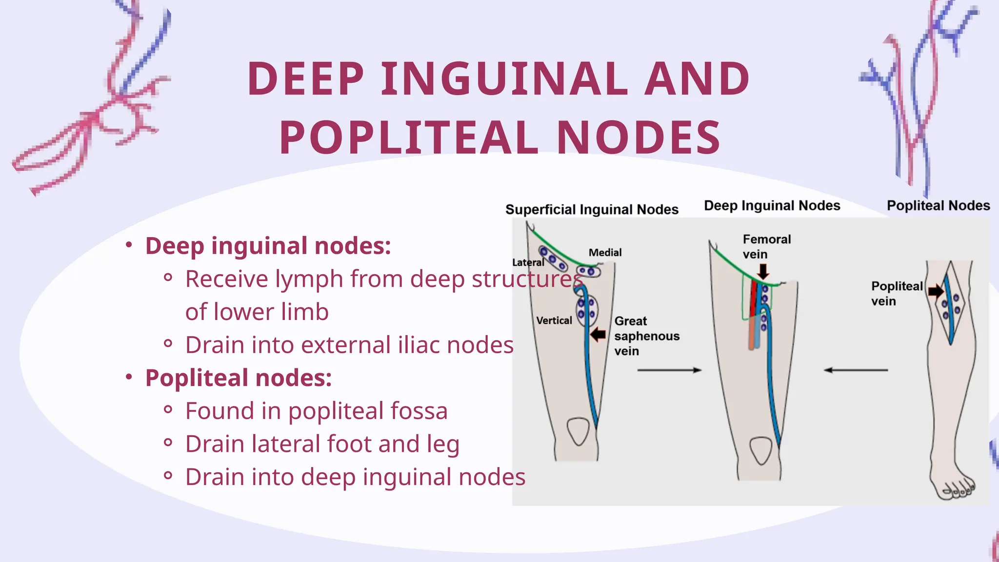 Course and Distribution of Arteries, Veins, and Lymphatic Drainage of the Lower Limb by Dr ...
