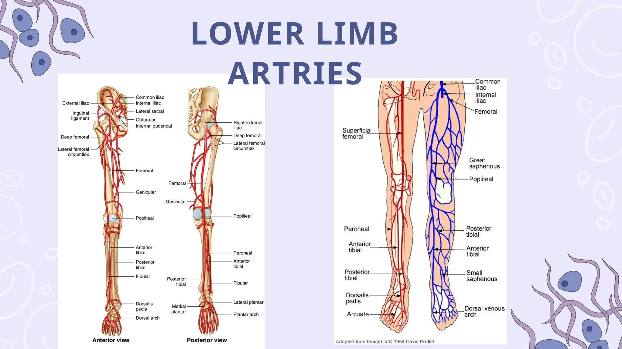 Course and Distribution of Arteries, Veins, and Lymphatic Drainage of the Lower Limb by Dr ...