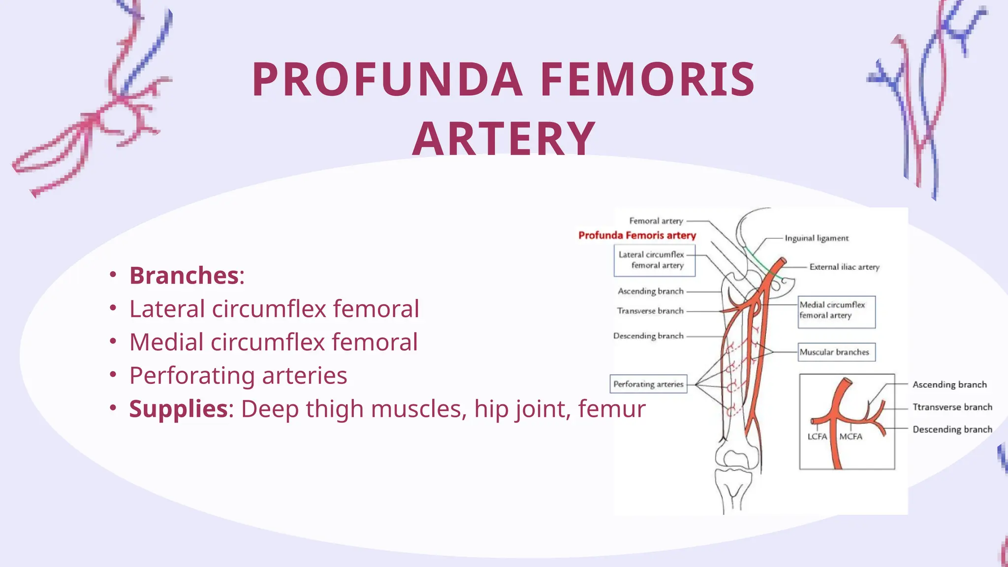 Course and Distribution of Arteries, Veins, and Lymphatic Drainage of the Lower Limb by Dr ...