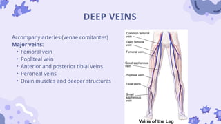 Course and Distribution of Arteries, Veins, and Lymphatic Drainage of ...
