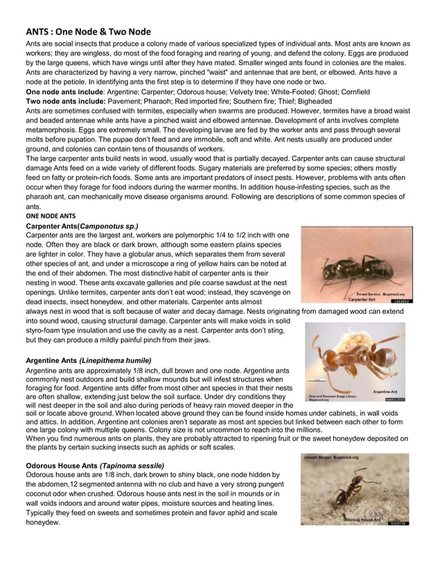 Course ANTS One & Two Node.pptx