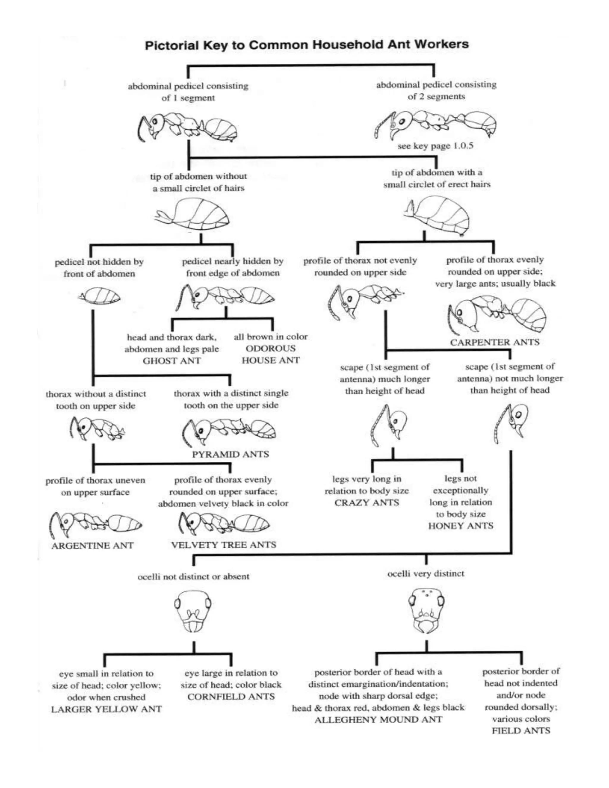 Course ANTS One & Two Node (1).pptx