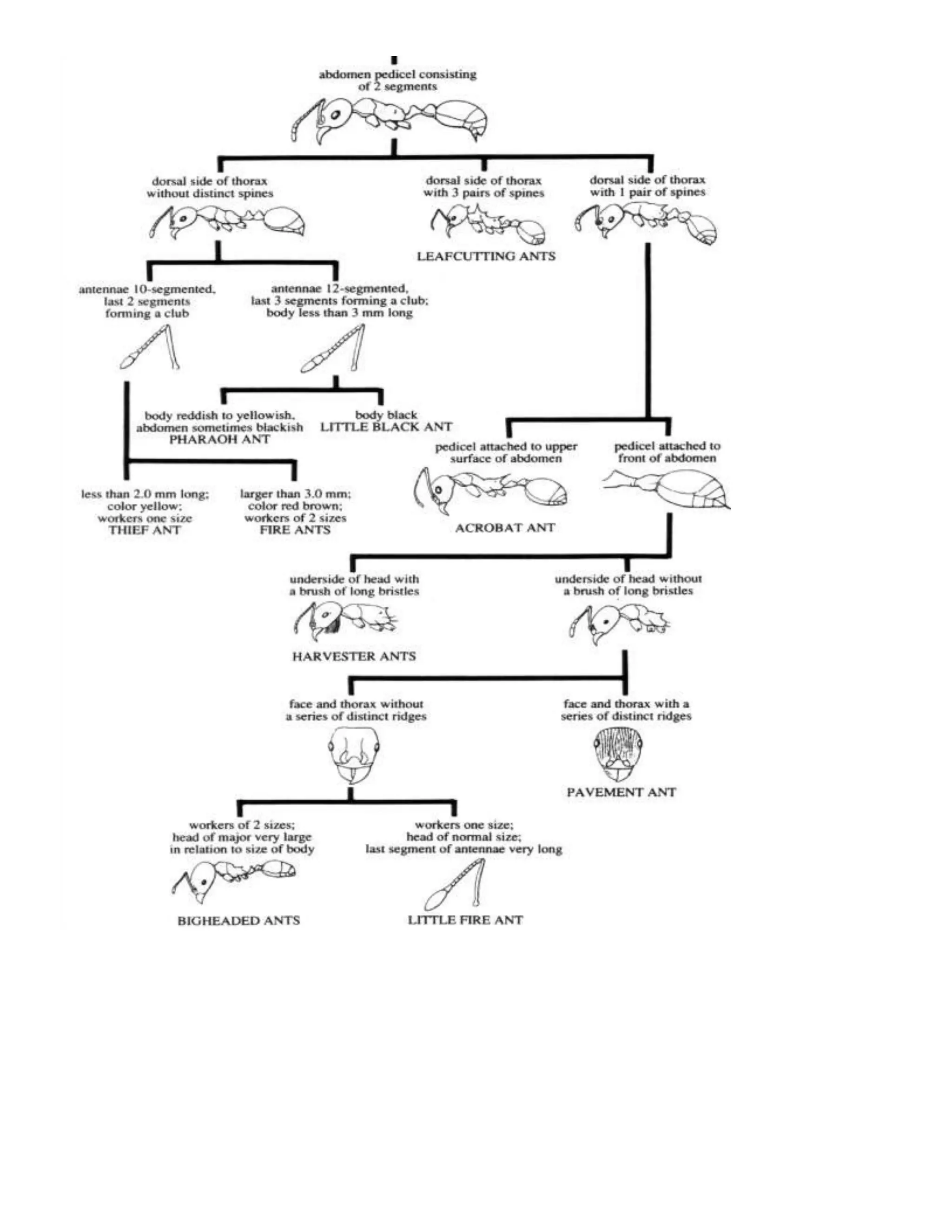 Course ANTS One & Two Node (1).pptx