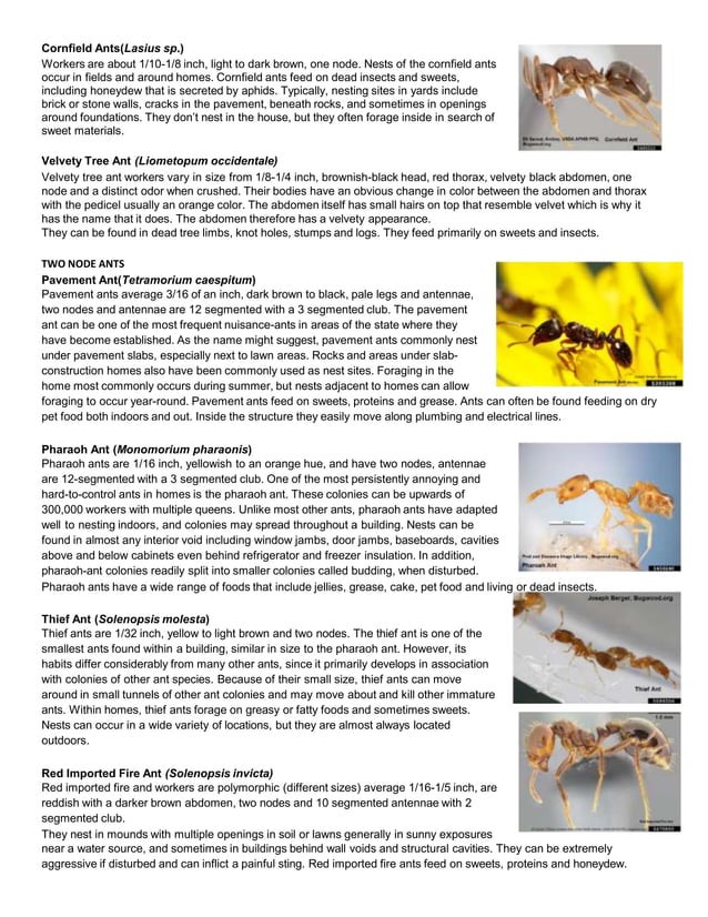 Course ANTS One & Two Node (1).pptx | Woodworking | Arts and Crafts