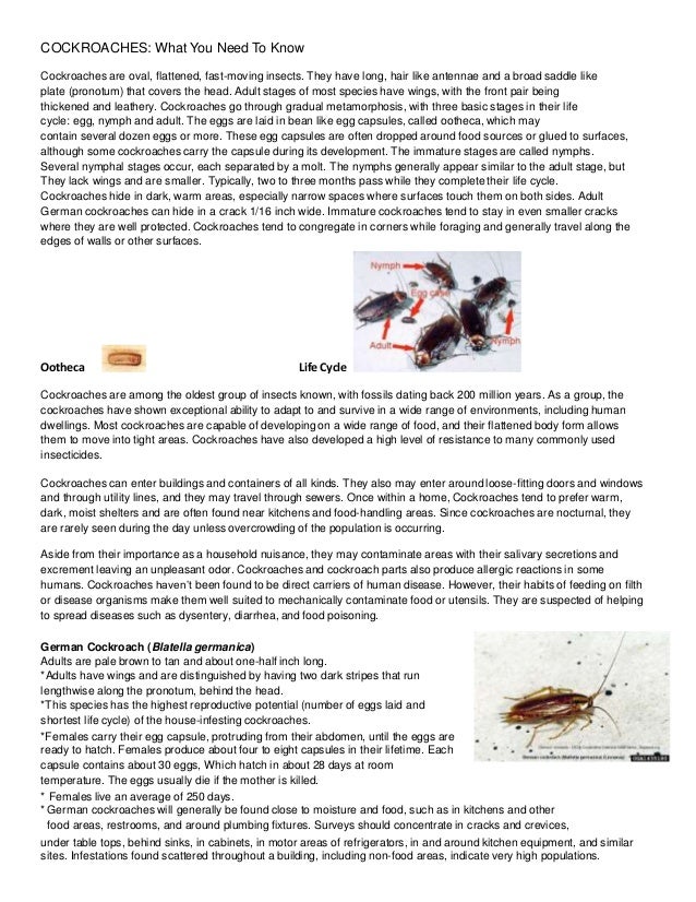 Course COCKROACHES What You Need To Know.pptx