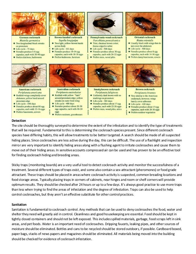 Course COCKROACHES What You Need To Know.pptx