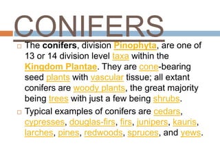 Silviculture of Conifers | PPTX