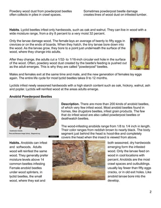Course Controlling Powder post beetles in homes.pptx
