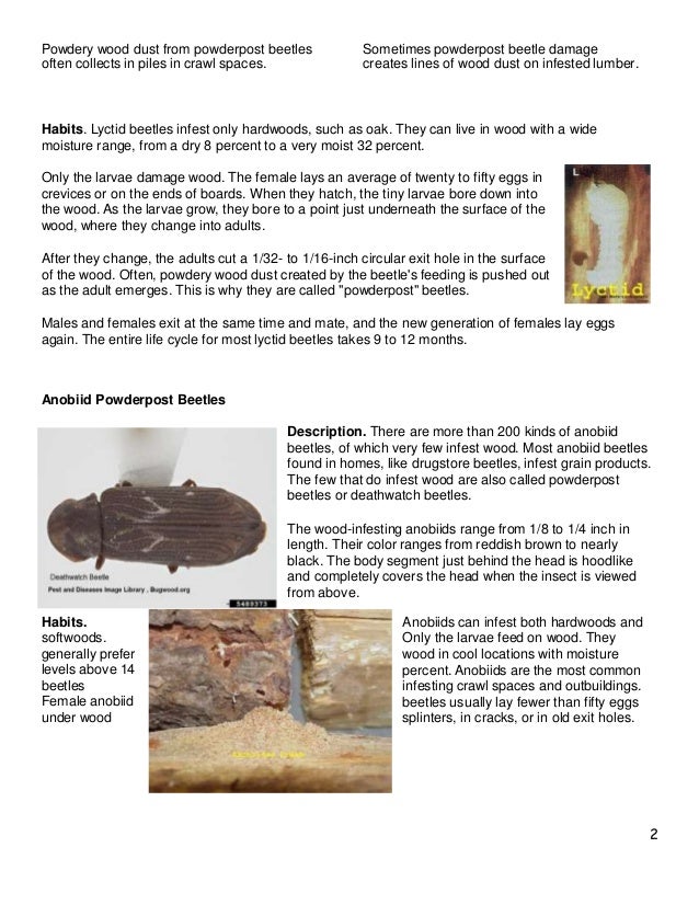 Course Controlling wood boring beetles in homes (1).pptx