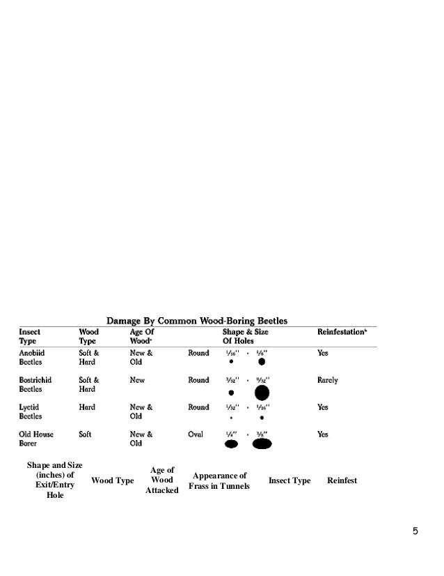 Course Controlling wood boring beetles in homes (1).pptx