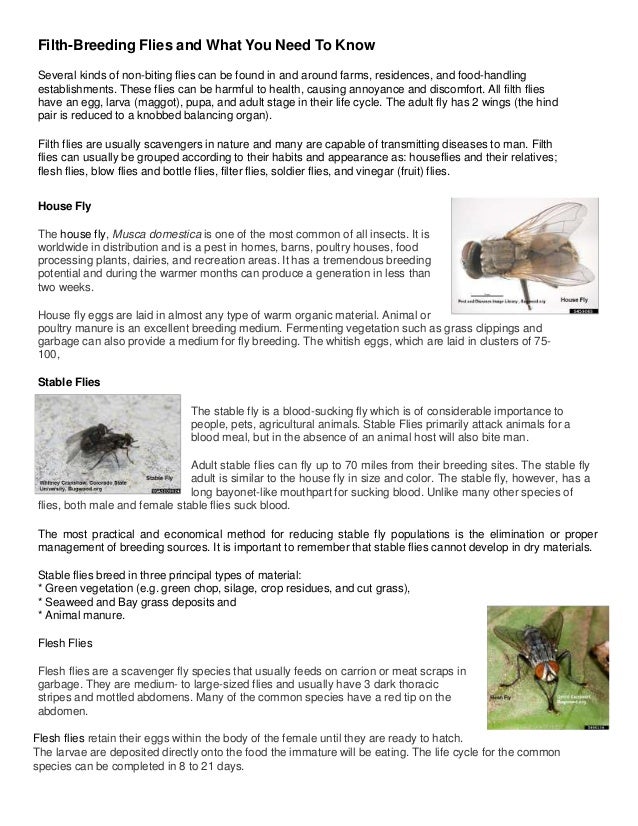 Course Filth-Breeding Flies and What You Need To Know.pptx