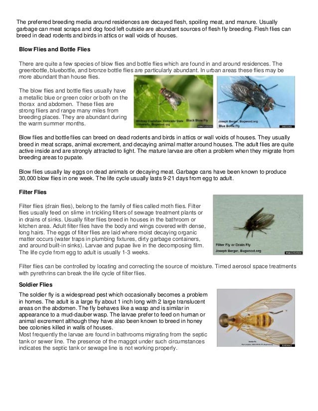 Course Filth-Breeding Flies and What You Need To Know.pptx