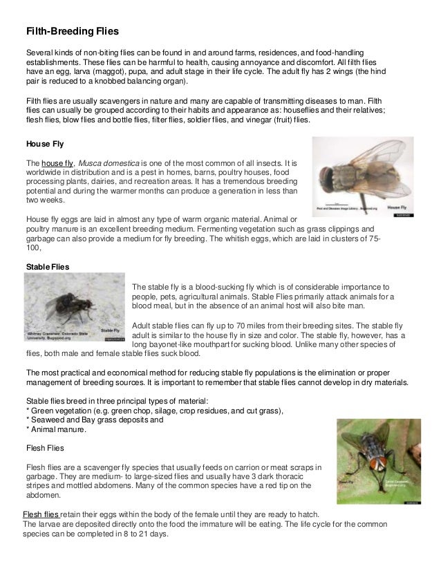 Course Filth Breeding Flies.pptx