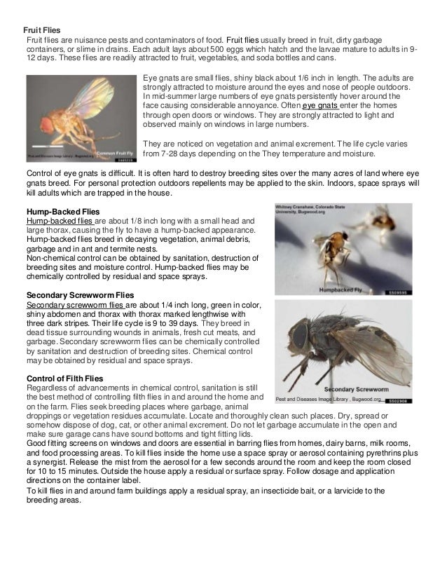 Course Filth Breeding Flies.pptx