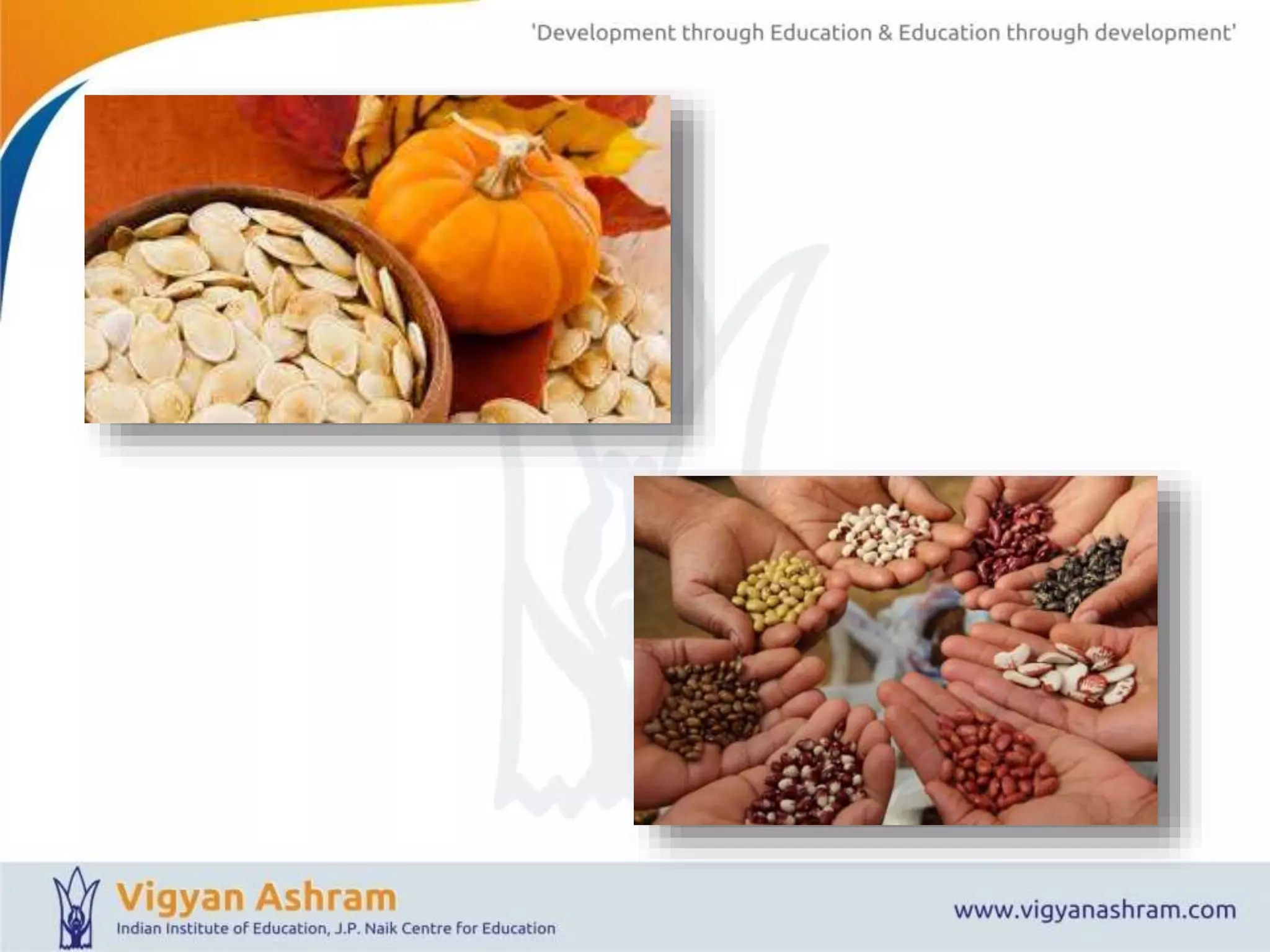 kitchen garden | PPT