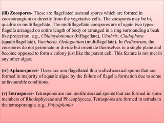Course Name-Biology and Diversity of Algae, Bryophyta and Pteridophyta ...