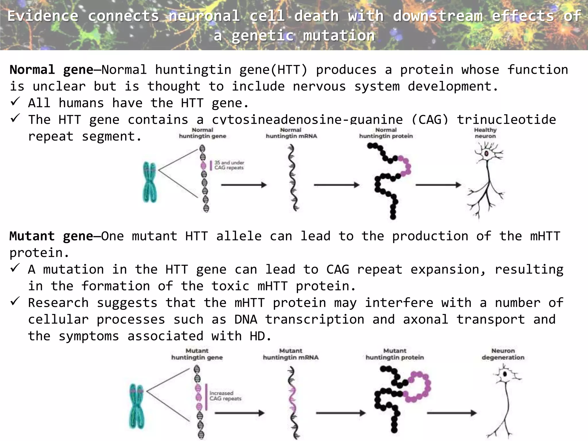 Huntington's Disease - Understanding the Brain: The Neurobiology of ...
