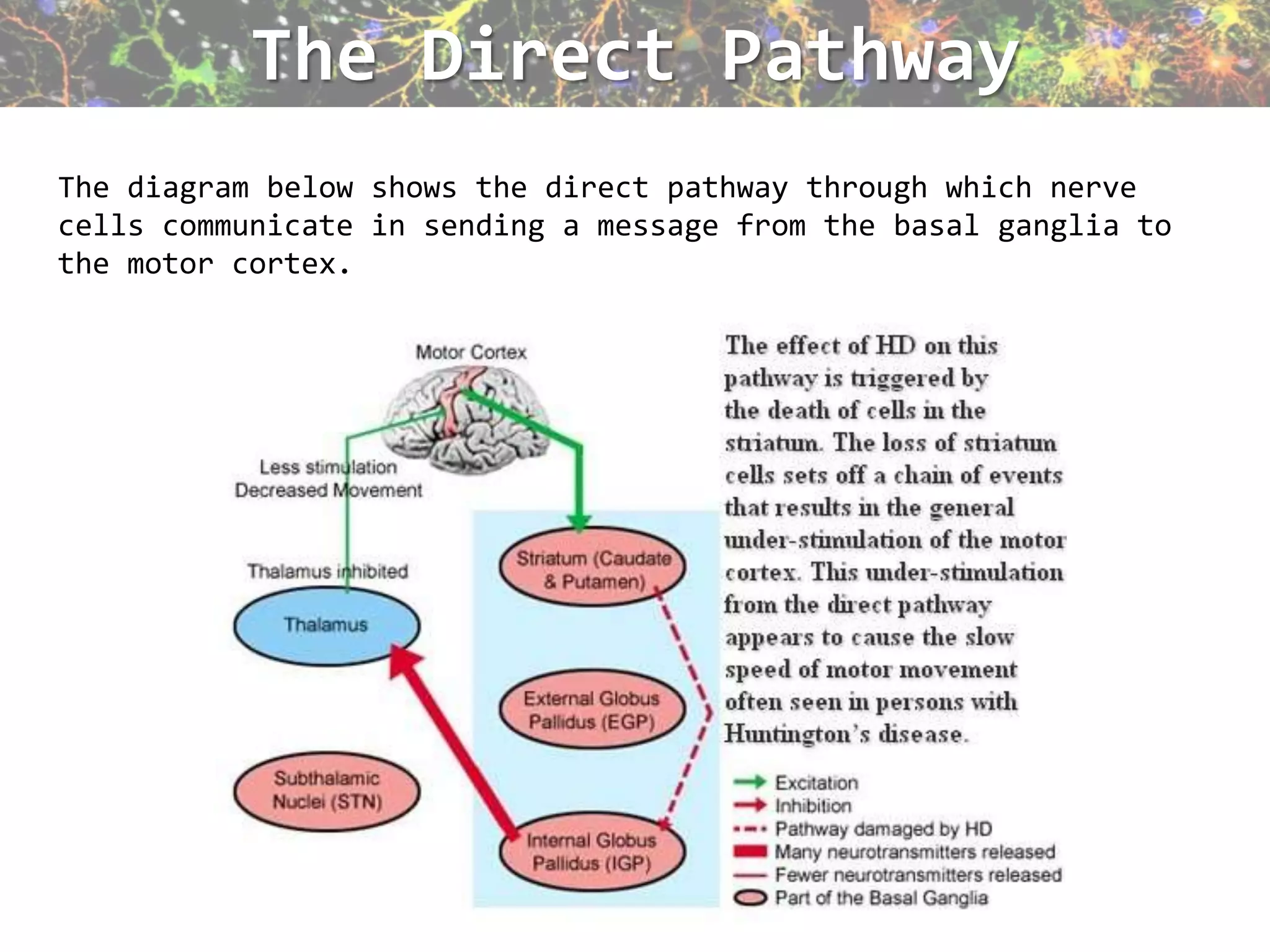 Huntington's Disease - Understanding the Brain: The Neurobiology of ...