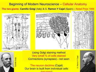 Neuroanatomía presentación sobre el tema | PDF