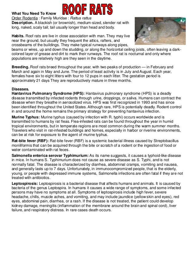 Course Roof Rats What You Need To Know.pptx