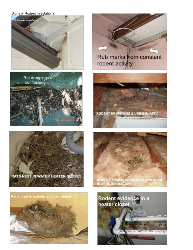 Course Roof Rats What You Need To Know.pptx