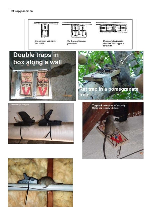 Course Roof Rats What You Need To Know.pptx