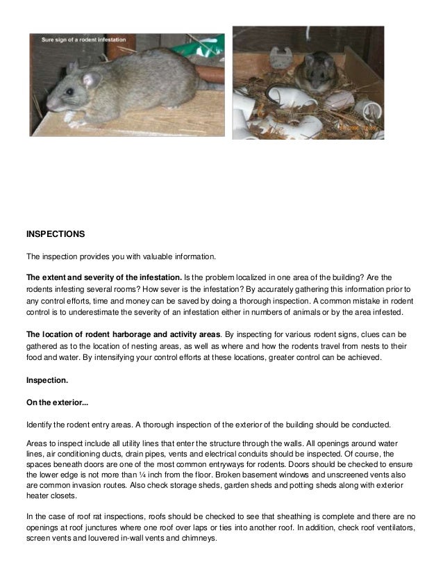 Course Roof Rats What You Need To Know.pptx