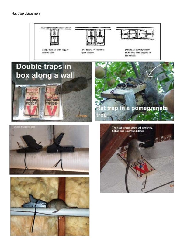 Course Roof Rats What You Need To Know.pptx