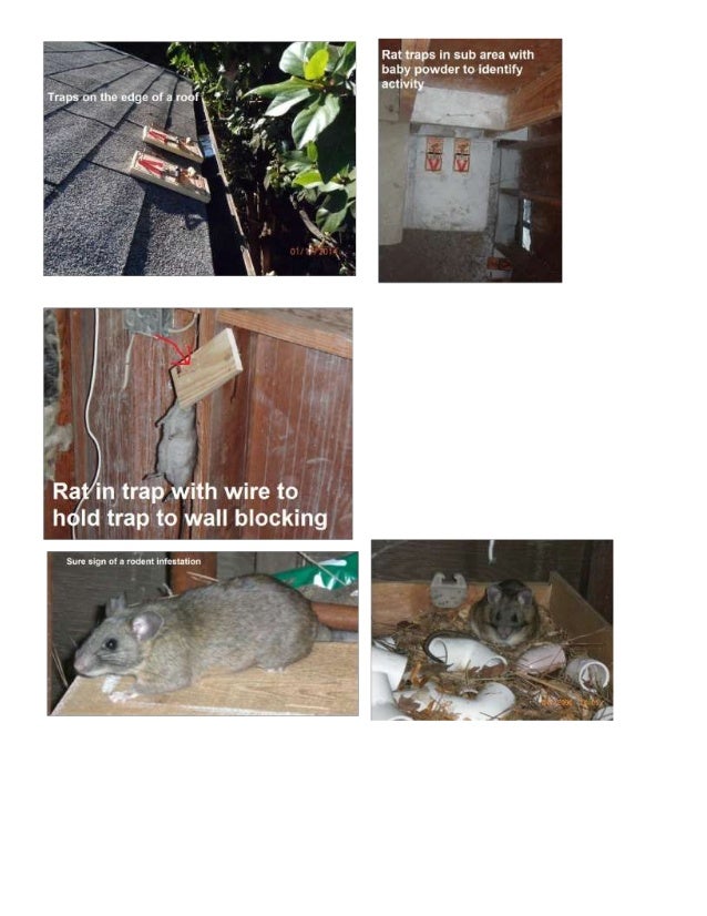 Course Roof Rats What You Need To Know.pptx