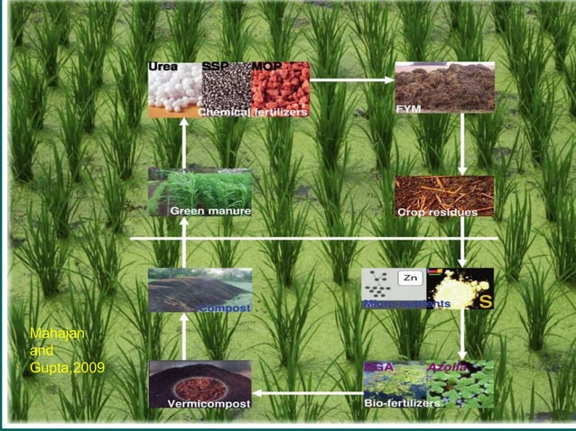 sustainabilty of rice wheat cropping system
