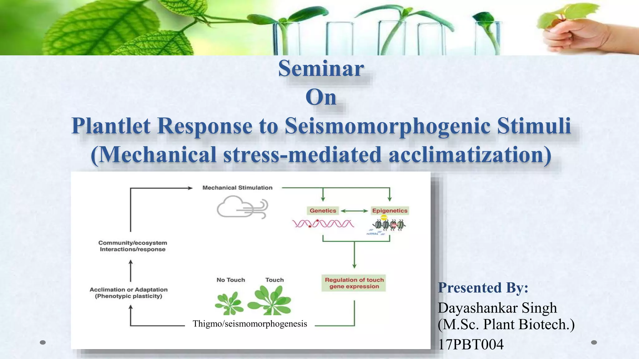 Seminar plantlet response to seismomorphogenic stimuli (mechanical ...