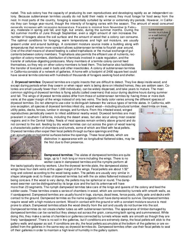 Course TERMITE I.D. Subterranean; Drywood & Dampwood.pptx | Woodworking ...