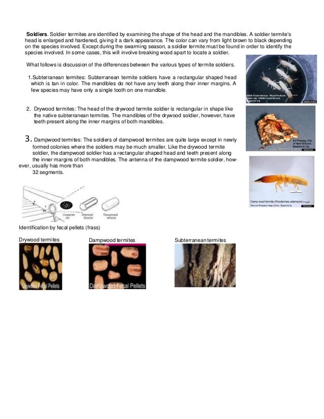Course TERMITE I.D. Subterranean; Drywood & Dampwood.pptx | Woodworking ...