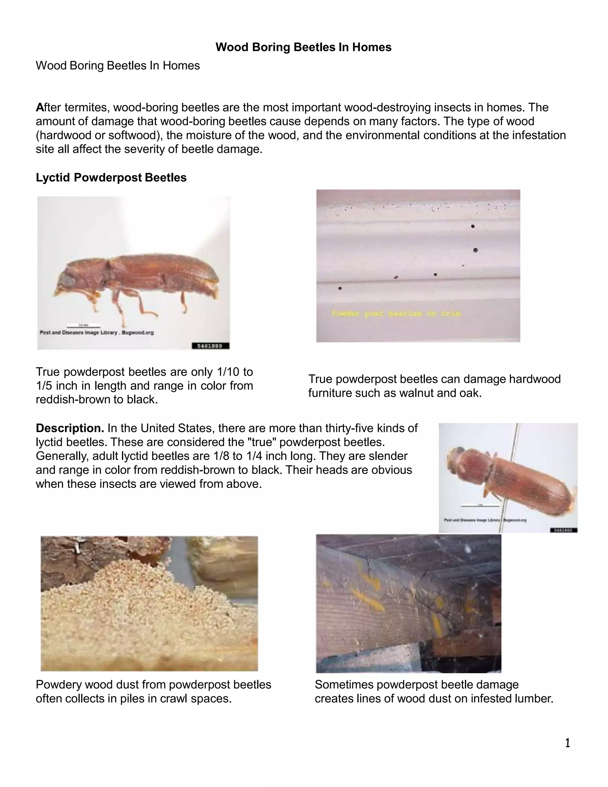 Course Wood boring beetles in homes.pptx