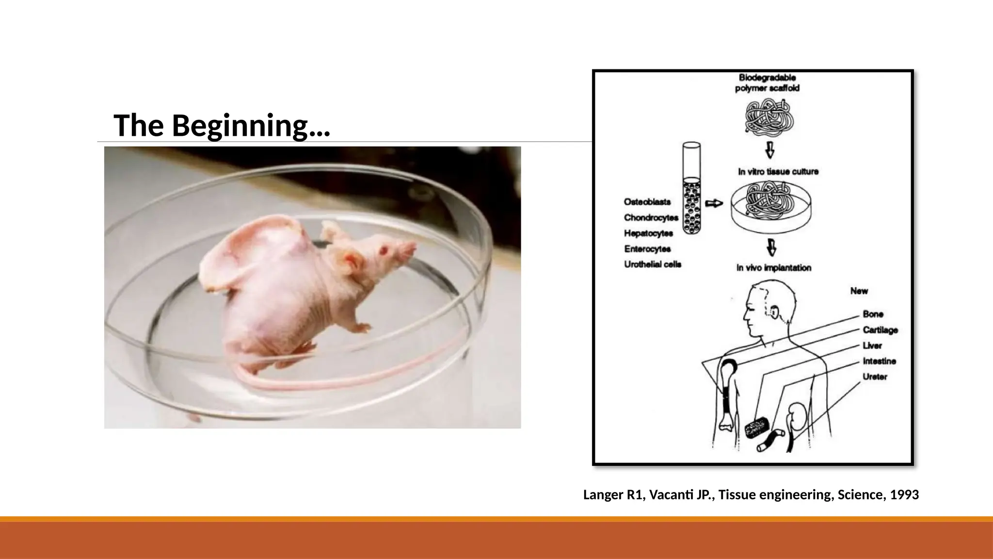 tissue engineering,tissue engineering ppt | PPTX | Biotech and ...