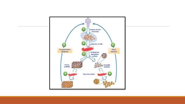 Tissue Engineering Tissue Engineering Ppt Pptx