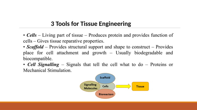 tissue engineering,tissue engineering ppt | PPTX | Biotech and ...