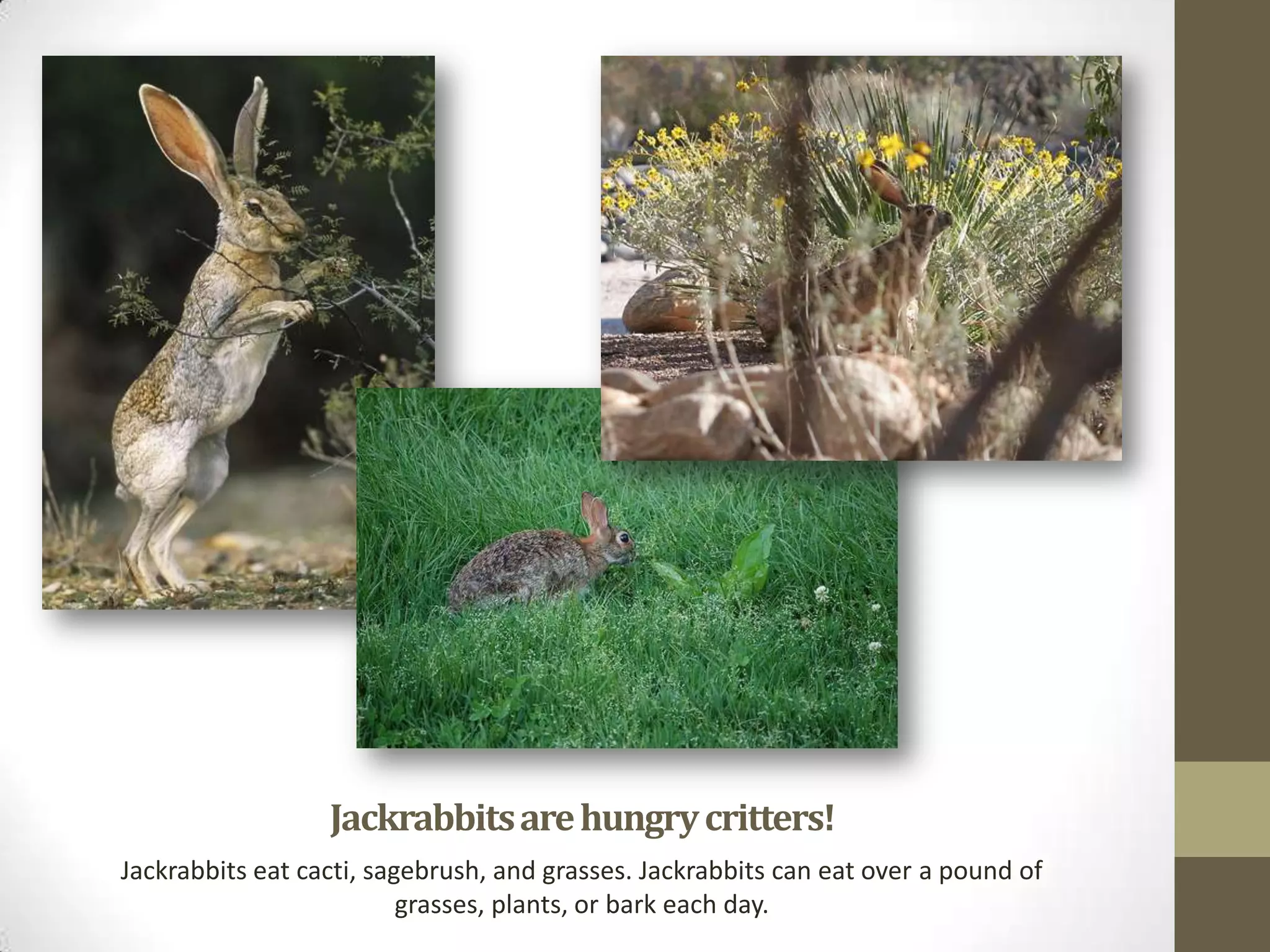 Courtney's jackrabbit presentation 04 17-11 | PPTX