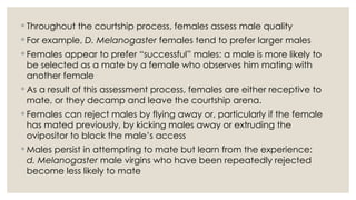 Mating Behaviour and Courtship in Drosophila.pptx