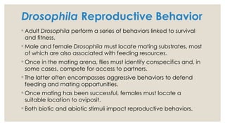 Mating Behaviour and Courtship in Drosophila.pptx
