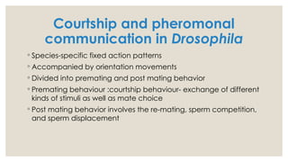 Mating Behaviour and Courtship in Drosophila.pptx