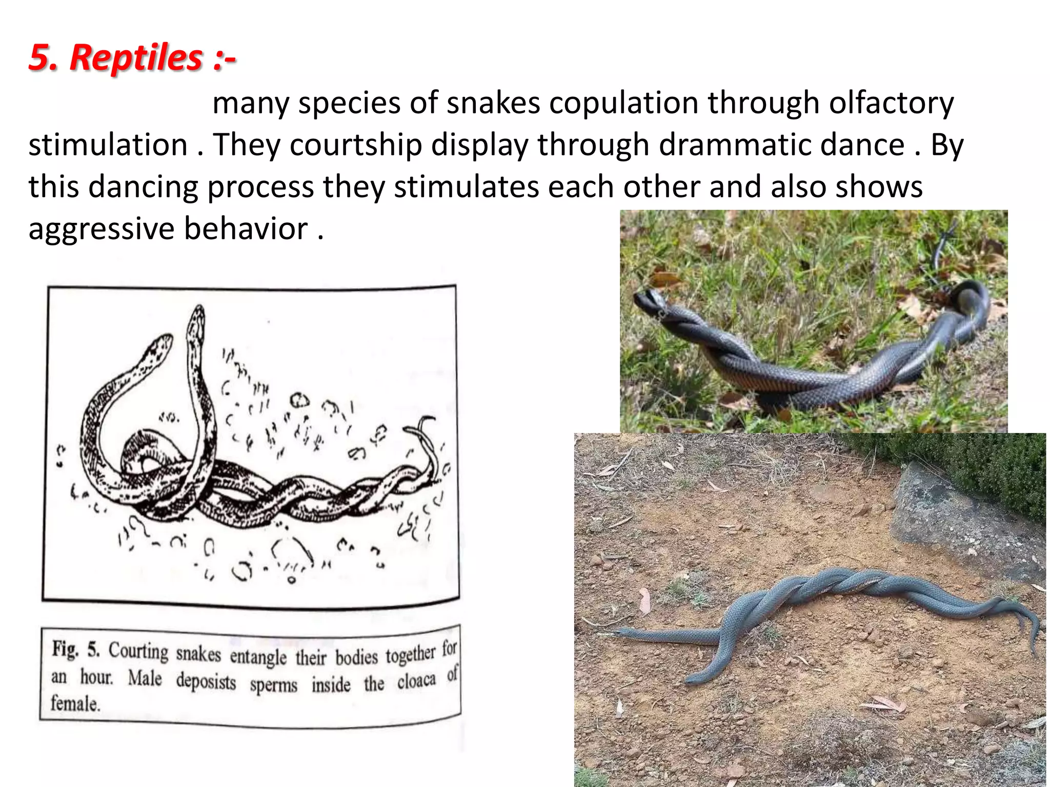 Courtship Kalyan.pptx