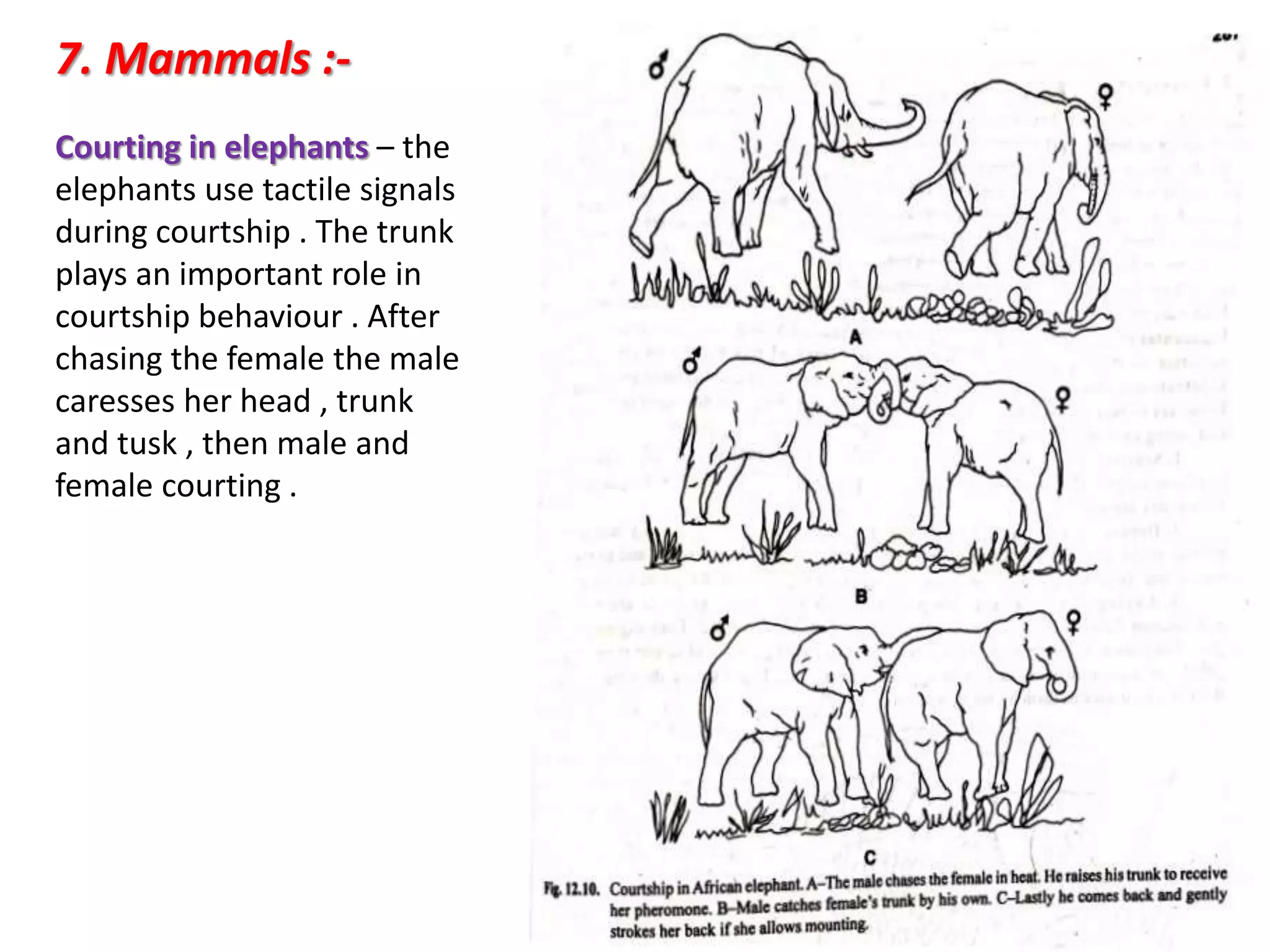 Courtship Kalyan.pptx