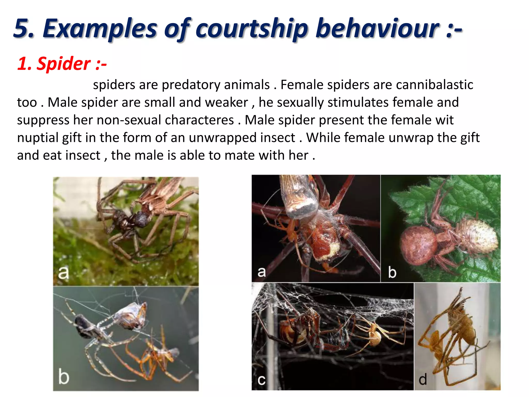 Courtship Kalyan.pptx