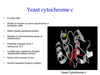 Covalent Versus Electrostatic Attachment of Yeast Cytochrome c to a Fused Silica Surface | PPT