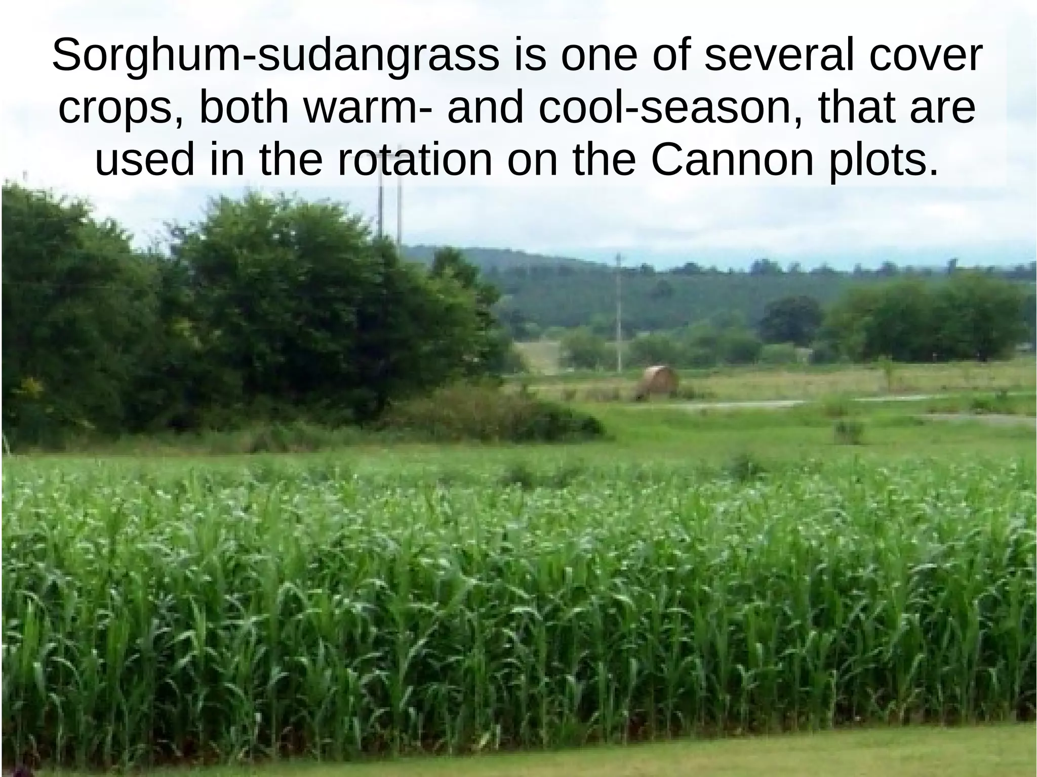 Cover Crops at the Kerr Center | PDF