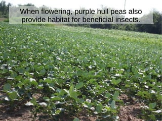 Cover Crops at the Kerr Center | PDF